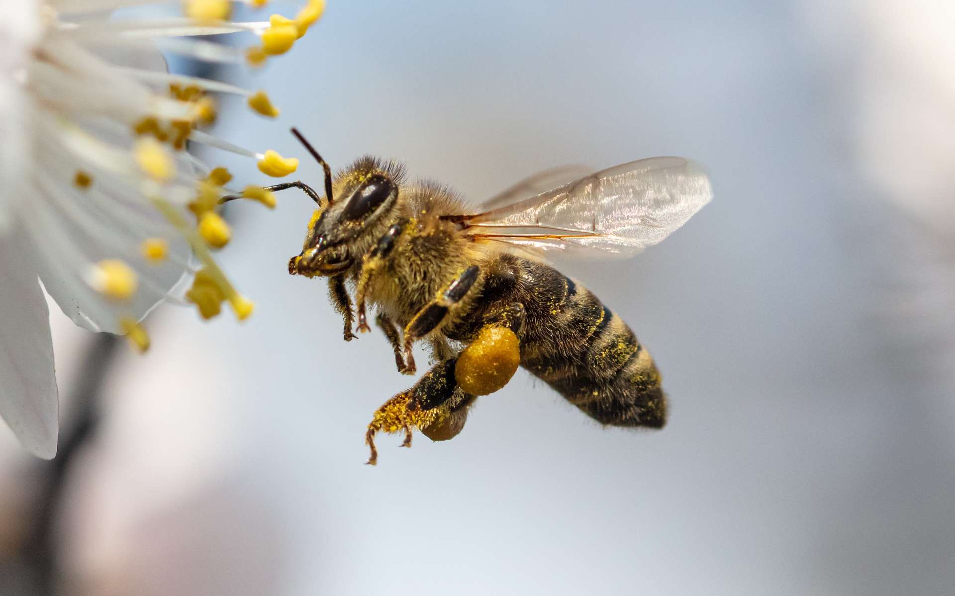 Qu'est ce qu'une abeilles :: Les abeilles